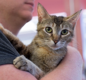 Abby | Furry Friends Rescue - Dog & Cats Adoption, Fostering in San ...