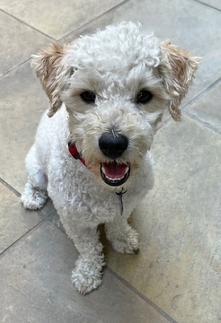 Murphy D7462 | Furry Friends Rescue - Dog & Cats Adoption, Fostering in ...